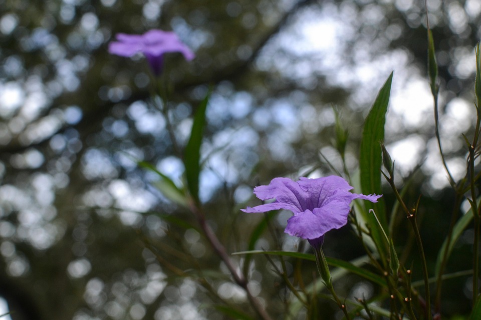 Ruellia Flower Plant Wild - Free photo on Pixabay - Pixabay Ruellia Flower Plant Wild - Free photo on Pixabay - Pixabay