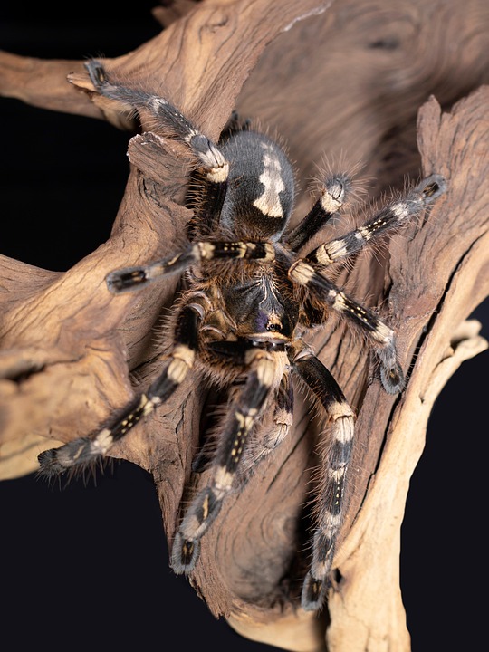 Tarantula Spider Arachnid - Free photo on Pixabay