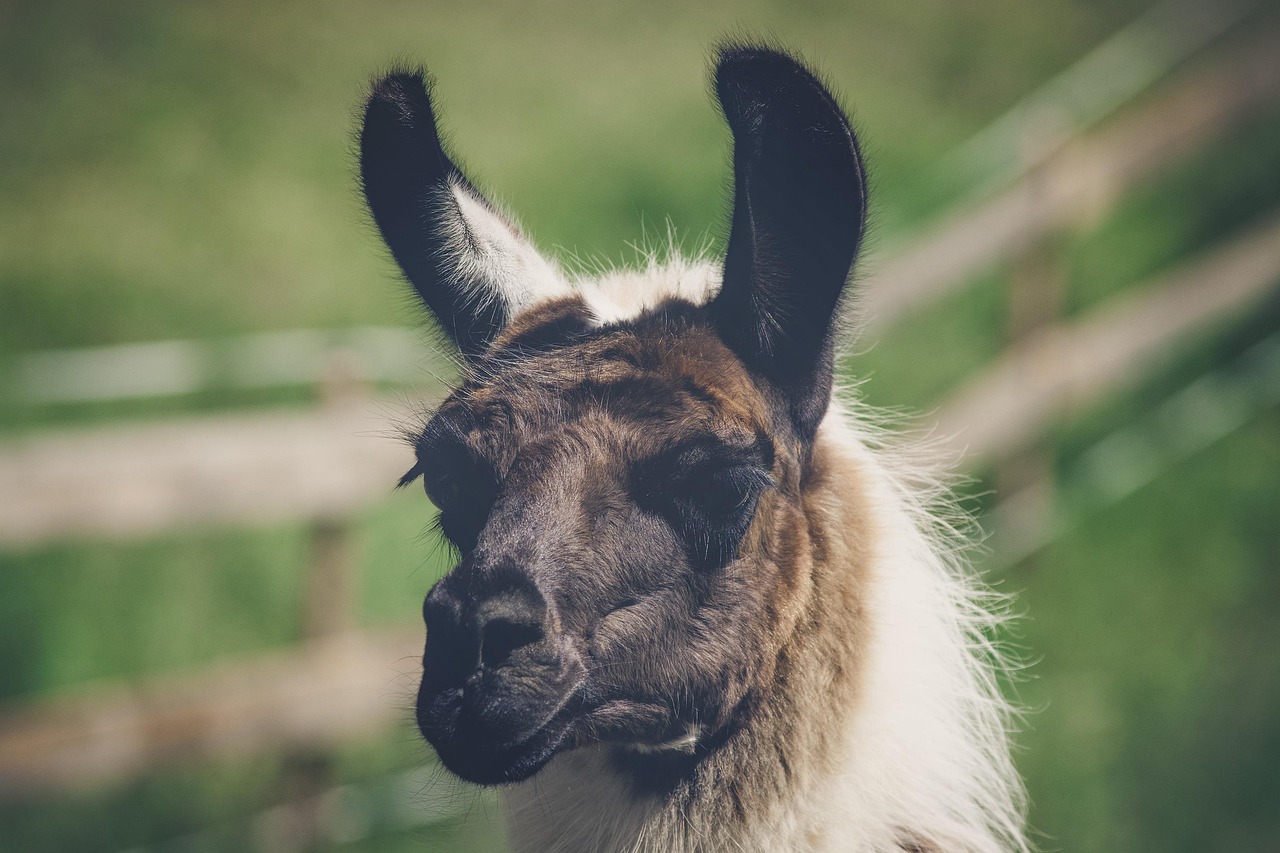 900+ Free Llama & Lama Photos - Pixabay