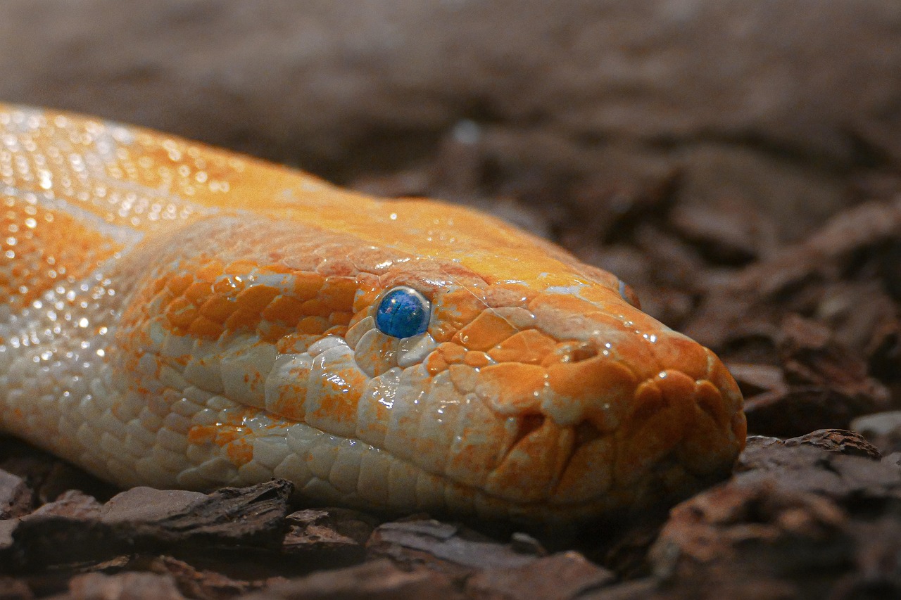 Serpiente Animal Fauna Silvestre - Foto gratis en Pixabay - Pixabay