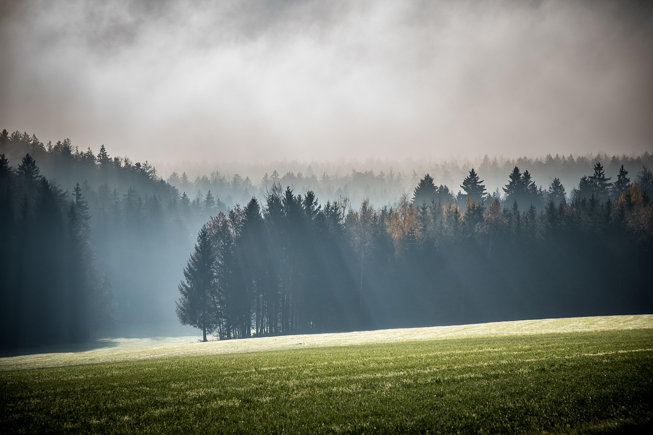 Wiese Wald Nebel - Kostenloses Foto auf Pixabay - Pixabay