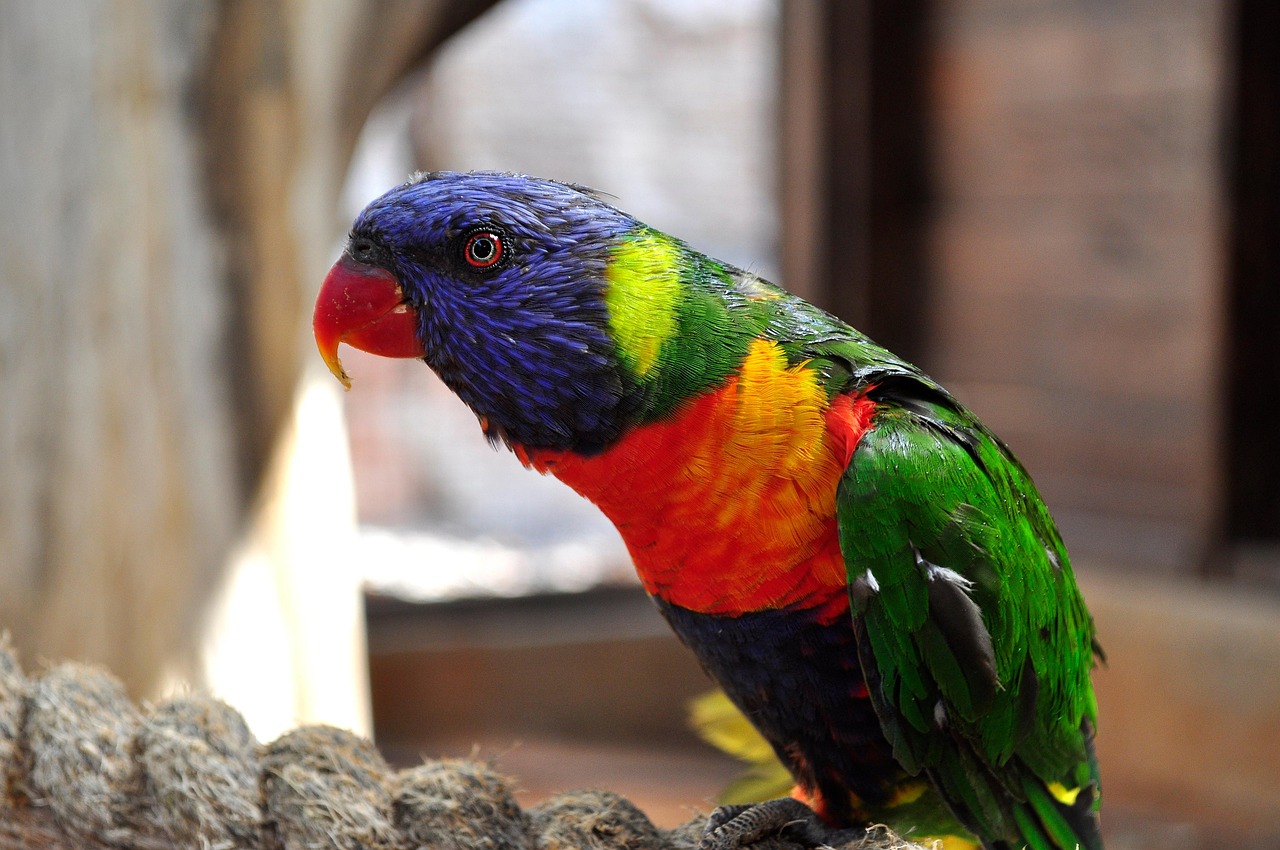 Vogel Bunt Gefieder - Kostenloses Foto auf Pixabay - Pixabay