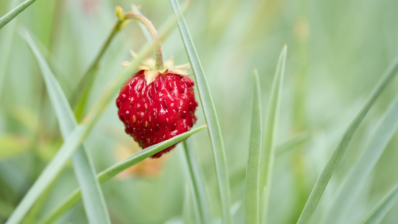 Wild Strawberry Macro Grass - Free photo on Pixabay - Pixabay