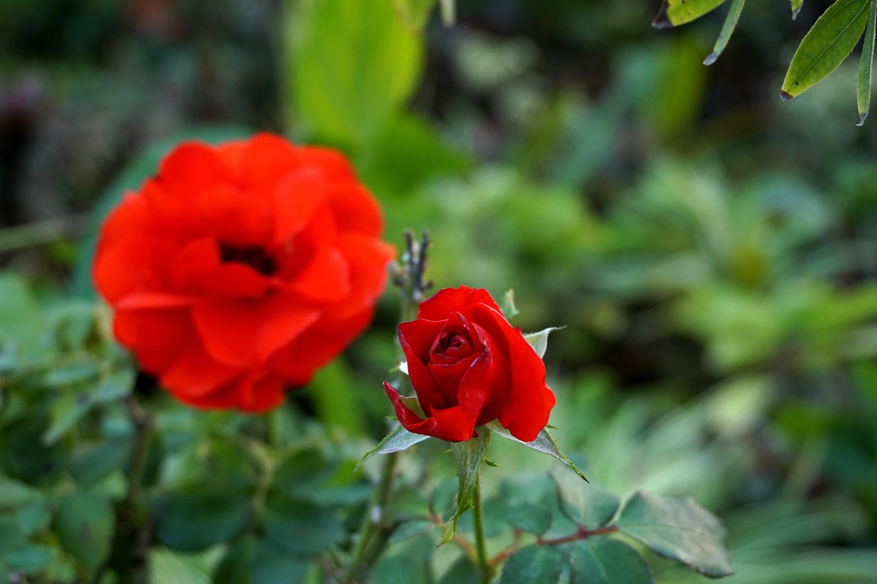 Red Flower In Garden Beautiful - Free photo on Pixabay - Pixabay