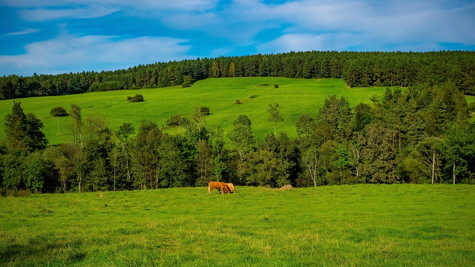 Pasture Meadow Field - Free photo on Pixabay