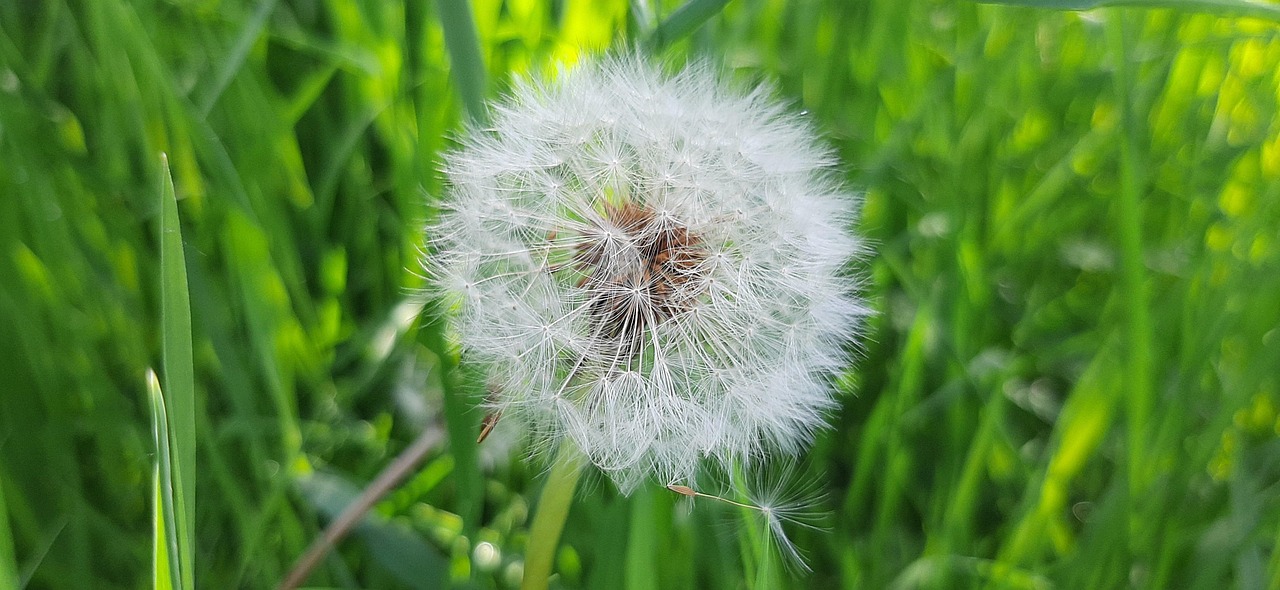 Dandelion Plant Seed Head - Free photo on Pixabay - Pixabay