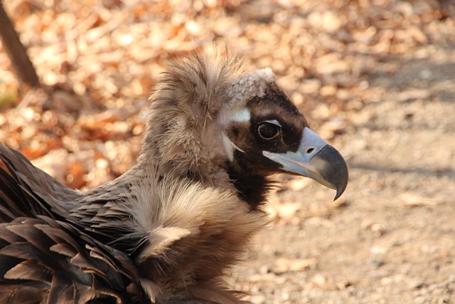Cinereous Vulture Bird Animal - Free photo on Pixabay - Pixabay