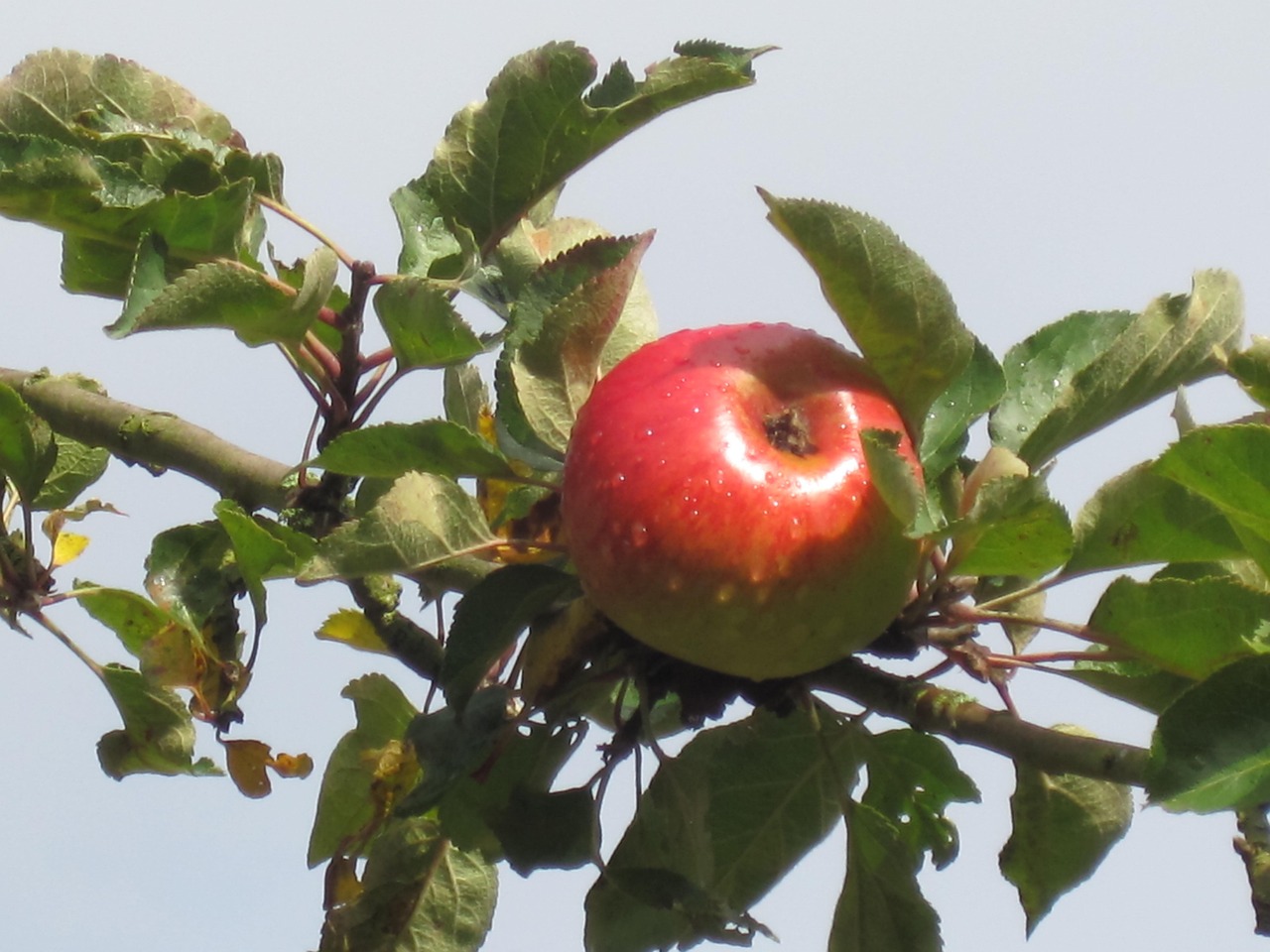 Manzana Sale De Fruta - Foto gratis en Pixabay - Pixabay