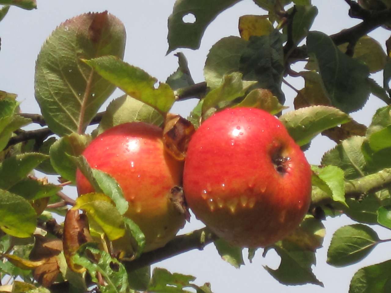 Manzanas Sale De Fruta - Foto gratis en Pixabay - Pixabay