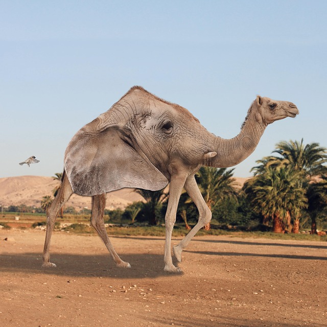 Photomanipulation Camel Elephant - Free photo on Pixabay - Pixabay