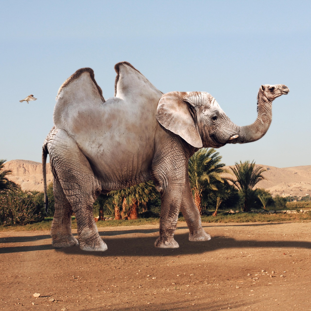 Tutorials Elefant Afrika - Kostenloses Foto auf Pixabay - Pixabay
