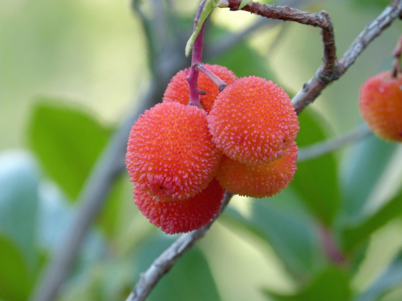 Cherry Shepherd Strawberry Tree - Free photo on Pixabay