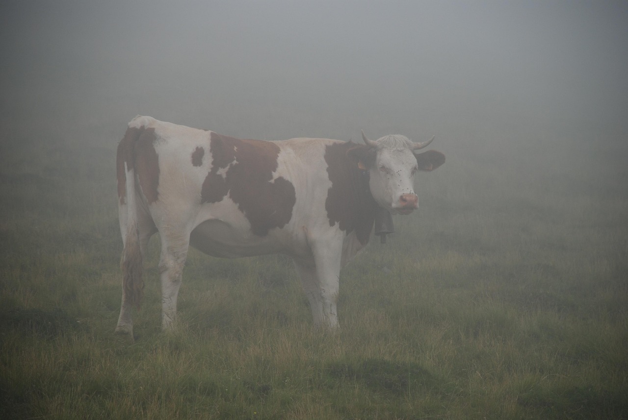 Vache Nature Montagnes - Photo gratuite sur Pixabay - Pixabay