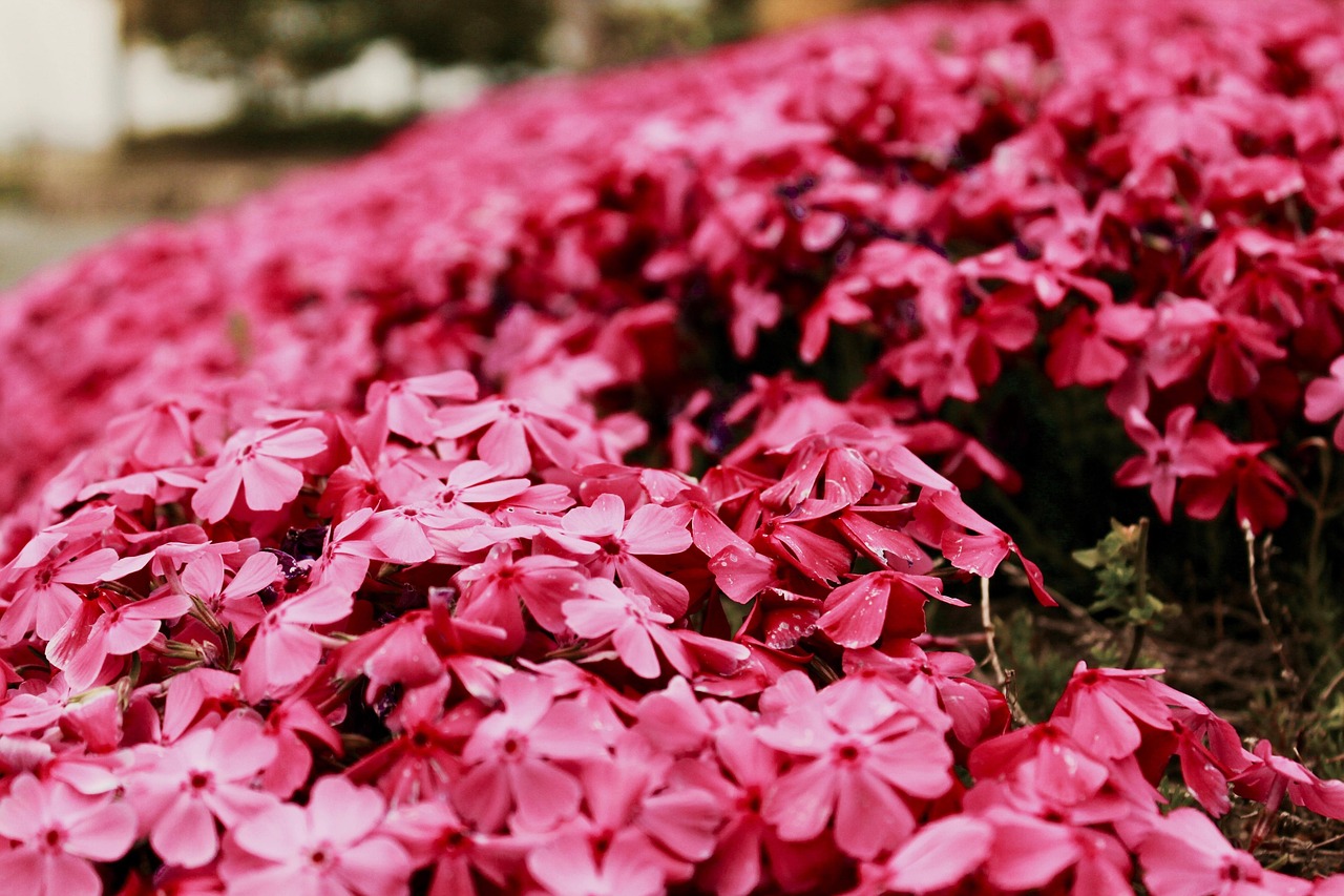 Phlox Flowers Plant - Free photo on Pixabay - Pixabay