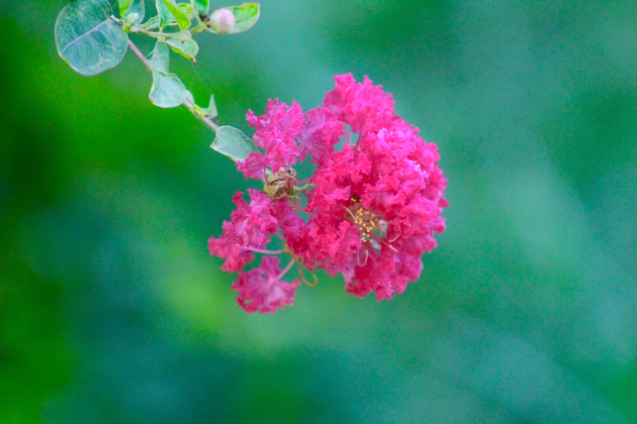 Pink Dan Hijau Bunga Merah - Foto gratis di Pixabay - Pixabay