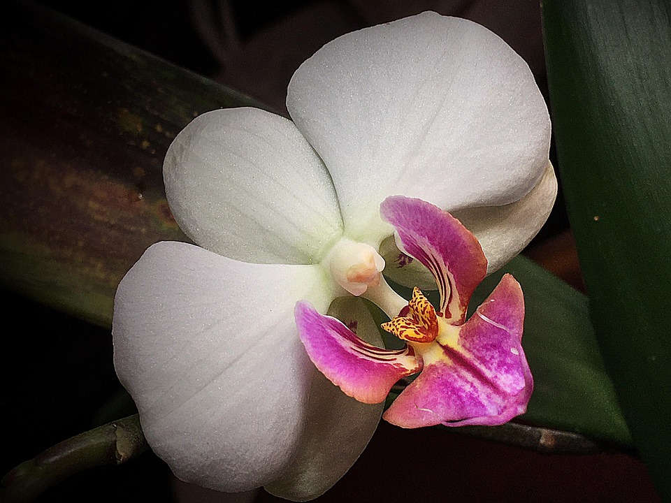 Orchid Orchids Petals - Free photo on Pixabay - Pixabay