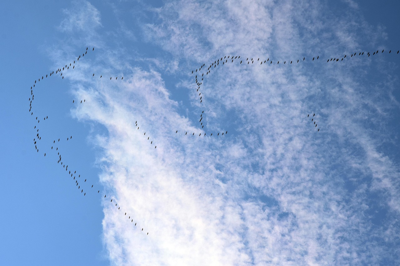 Pajaros Migratorios Cielo Nubes - Foto gratis en Pixabay - Pixabay