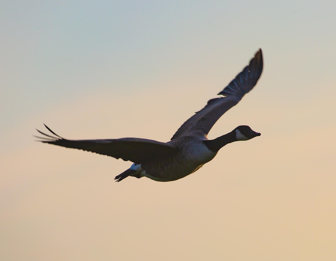 Goose Bird Flight - Free photo on Pixabay