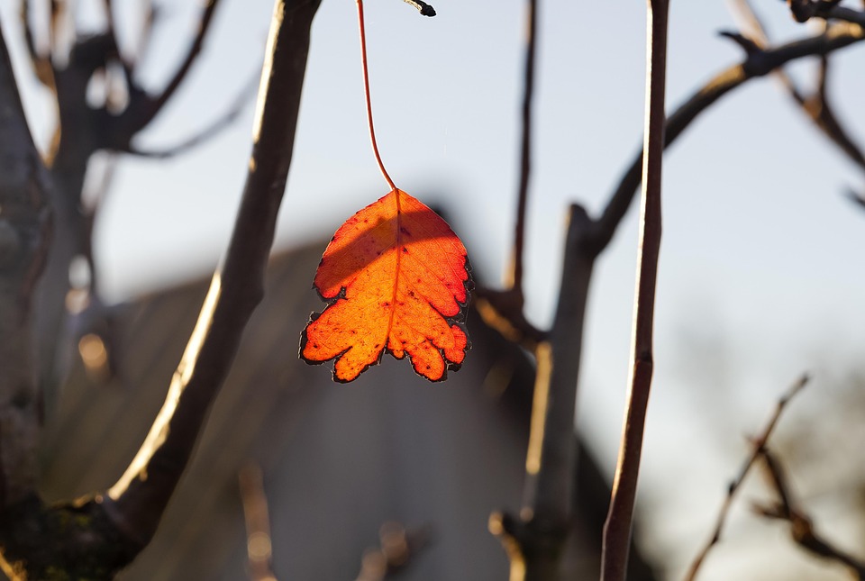 Blatt Baum Pflanze - Kostenloses Foto auf Pixabay