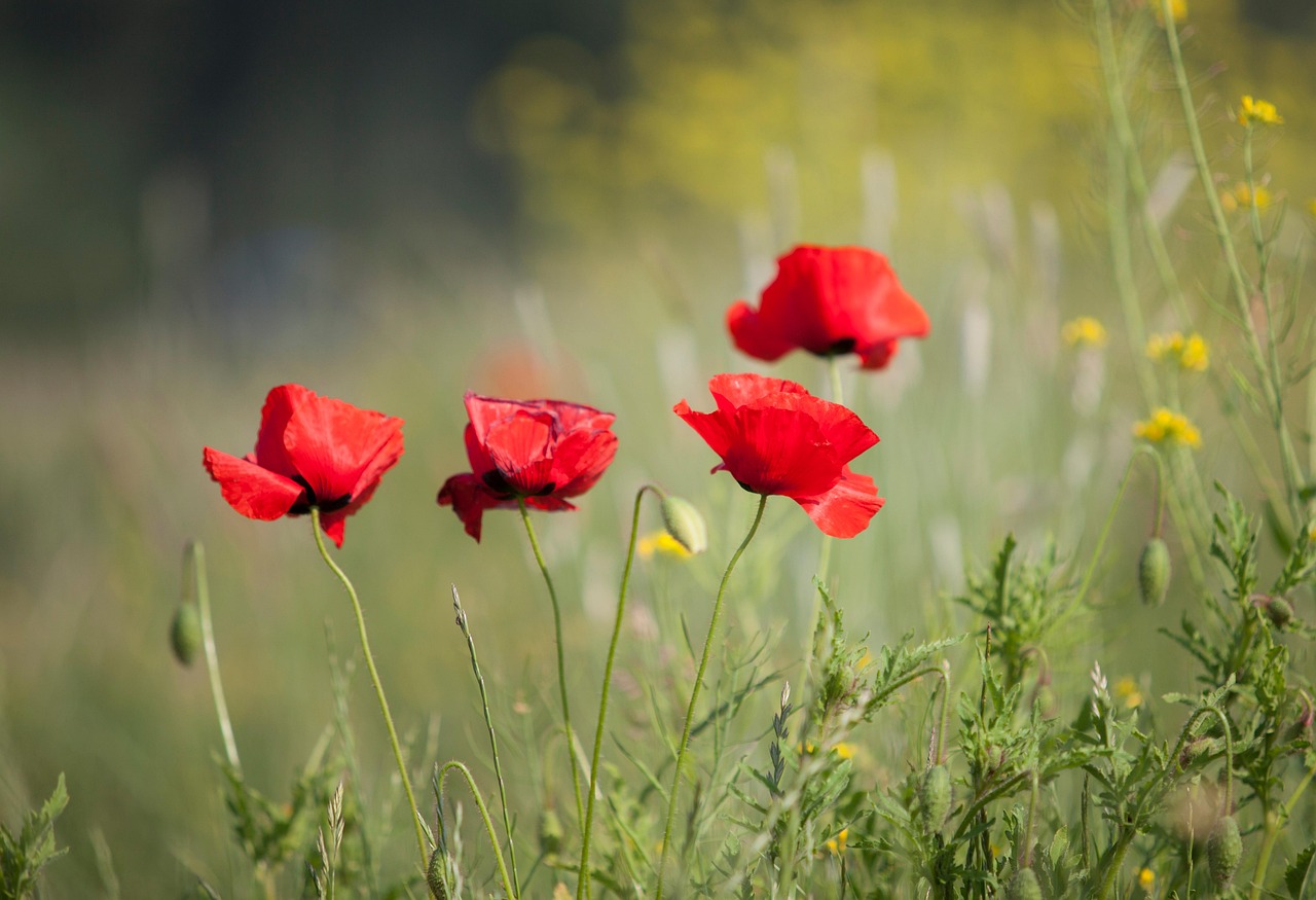 Fleurs Prairie Pétales - Photo gratuite sur Pixabay - Pixabay