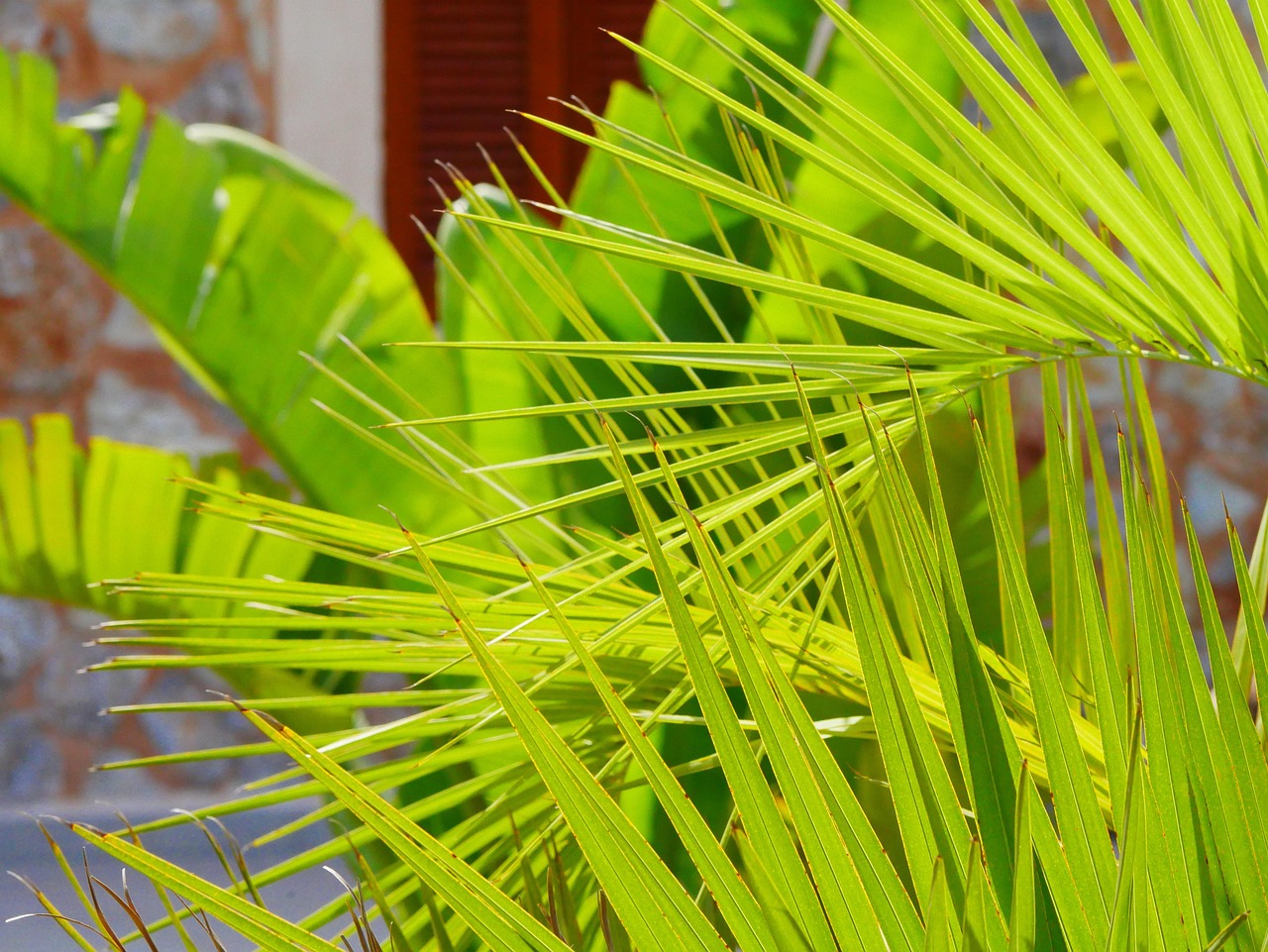 Pohon-Pohon Palem Daun - Foto gratis di Pixabay - Pixabay