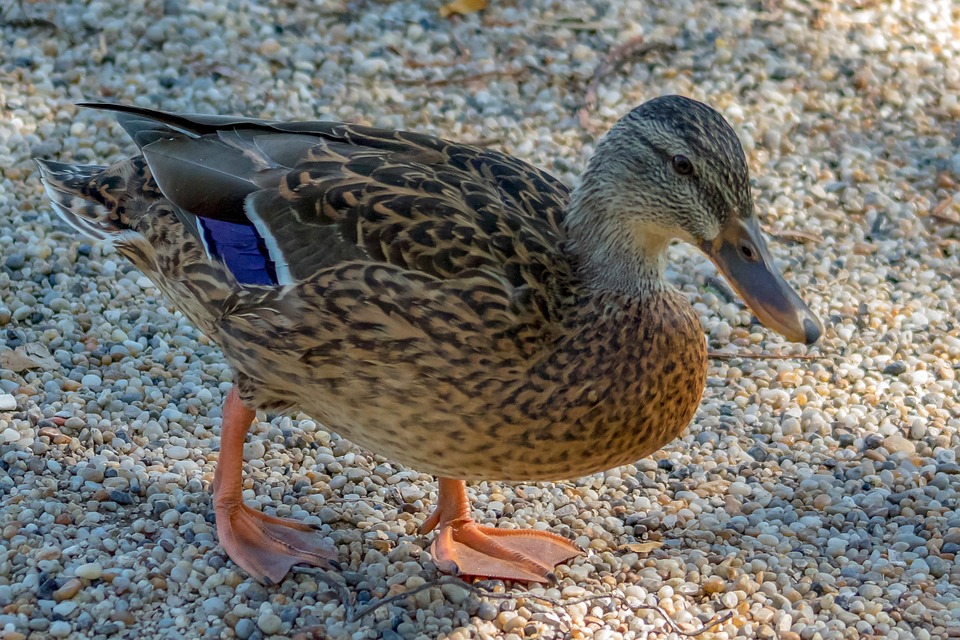 Wild Ducks Duck Waterfowl - Free photo on Pixabay - Pixabay