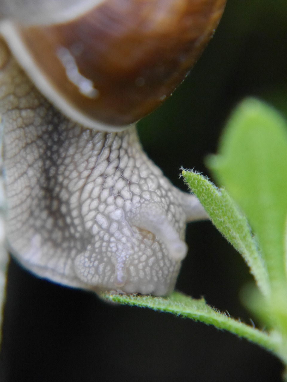 Snail Macro - Free photo on Pixabay - Pixabay