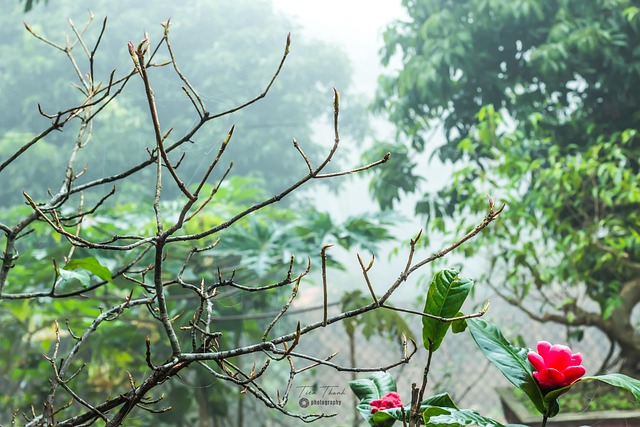 Pagi Hari Titik Embun Segar - Foto gratis di Pixabay - Pixabay