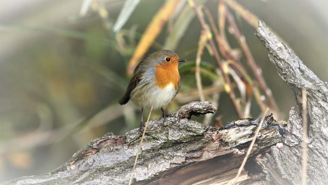 Bird Robin Redbreast - Free photo on Pixabay - Pixabay