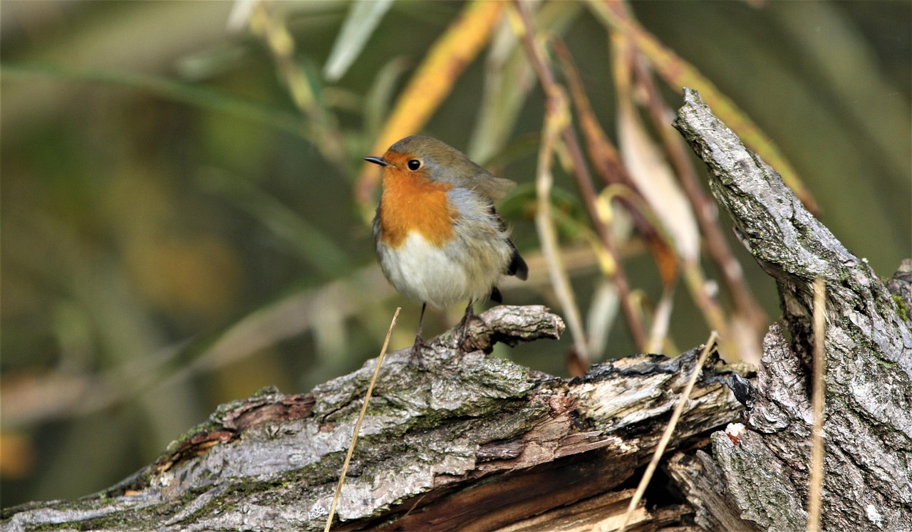 Robin Rotkehlchen Vogel - Kostenloses Foto auf Pixabay - Pixabay