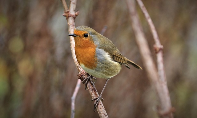 Robin Redbreast Bird - Free photo on Pixabay - Pixabay