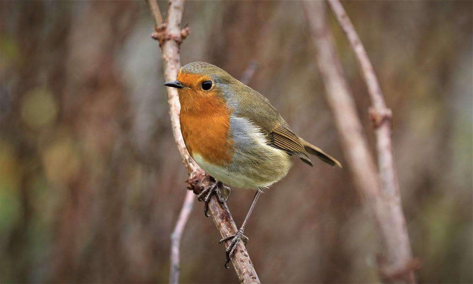 Robin Redbreast Rouge-Gorge Oiseau - Photo gratuite sur Pixabay - Pixabay
