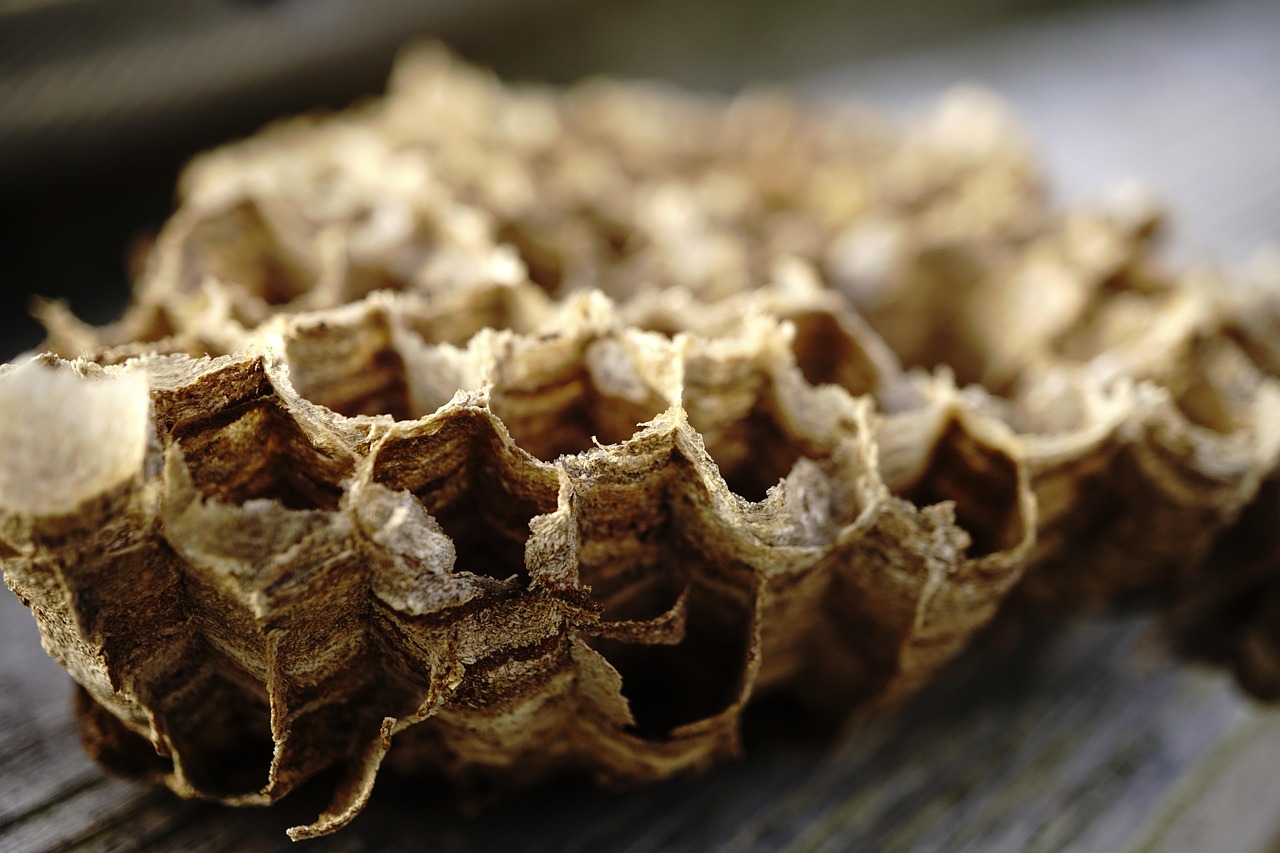 Honey Honeycomb Grass - Free photo on Pixabay - Pixabay