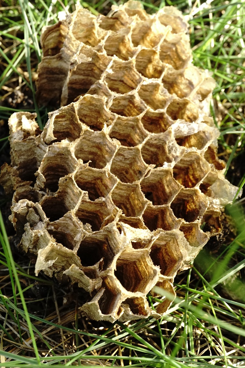 Honey Honeycomb Grass - Free photo on Pixabay - Pixabay