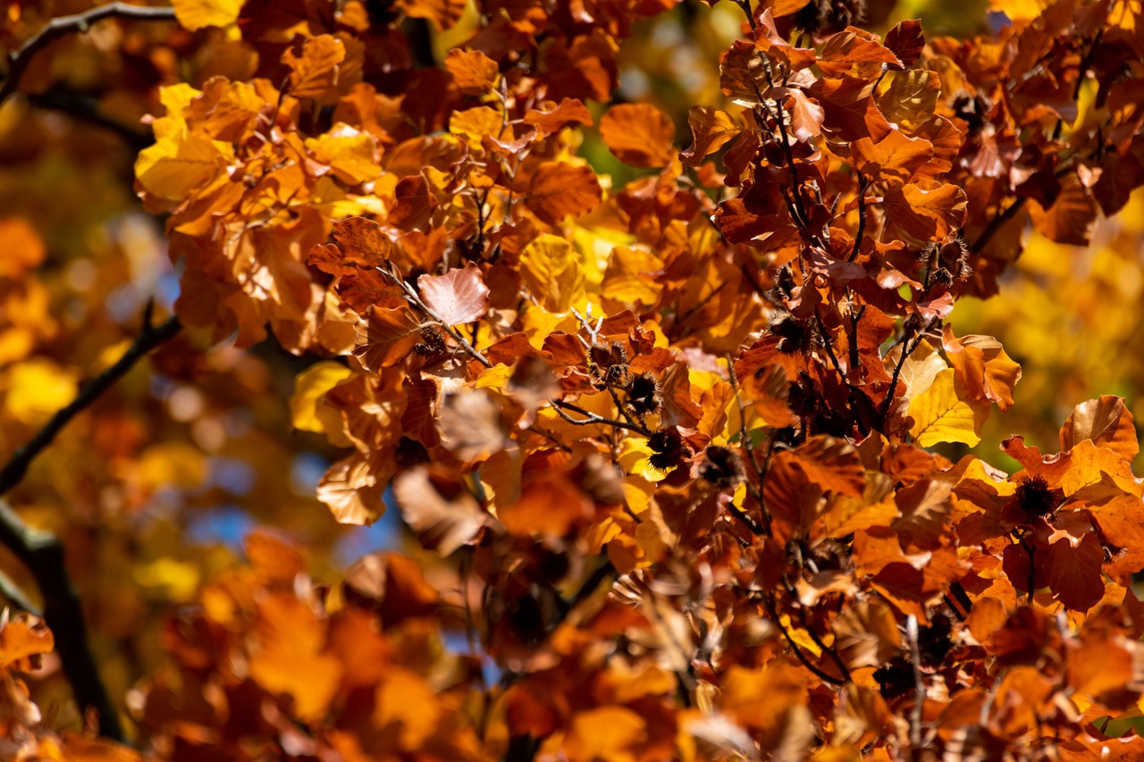Esik Őszi Levelek Leveleket - Ingyenes fotó a Pixabay-en - Pixabay
