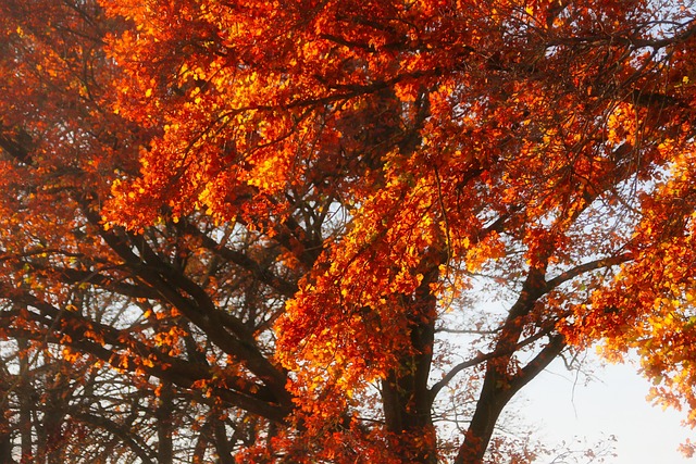 Autumn Golden Fall Leaves - Free photo on Pixabay