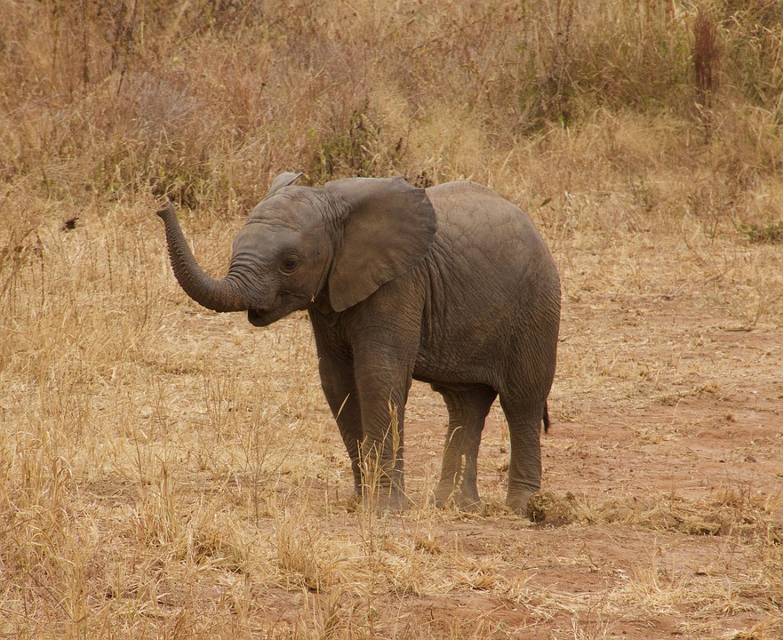 Baby Elephant Pachyderm - Free photo on Pixabay