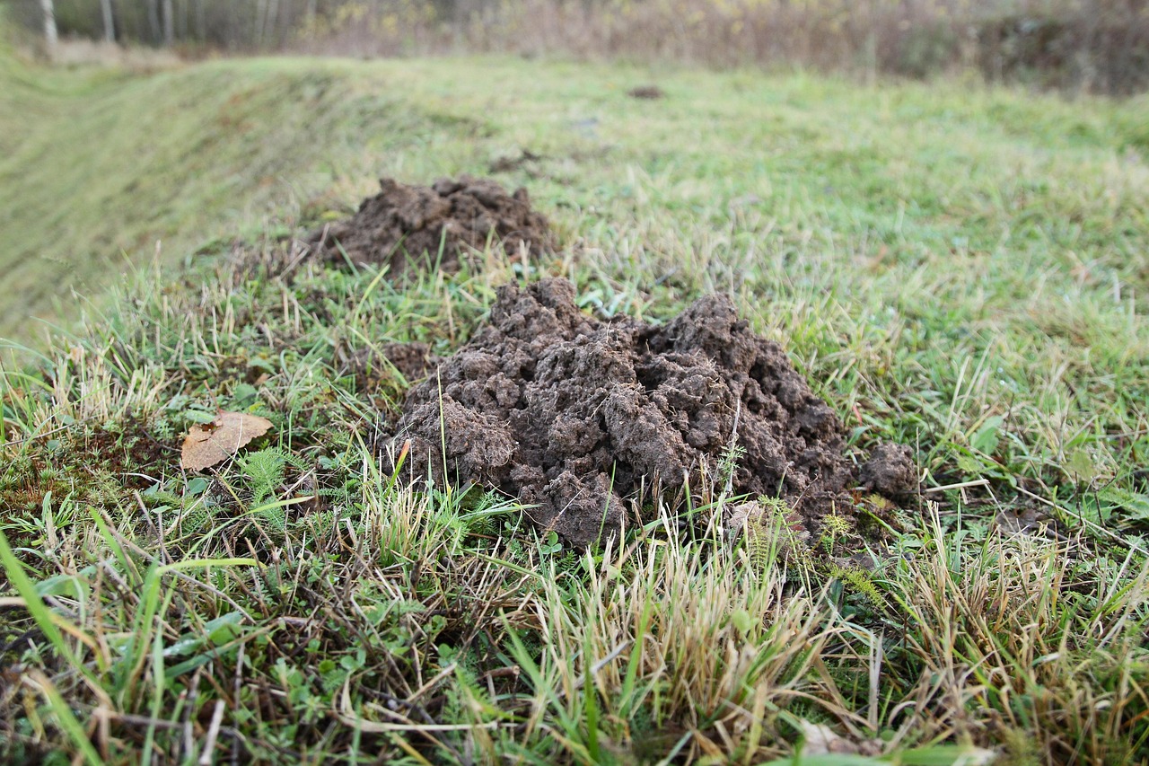 Mole Nora Land - Free photo on Pixabay - Pixabay