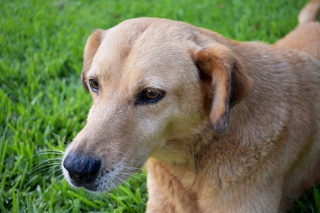 Cachorro Animal Mascote - Foto gratuita no Pixabay