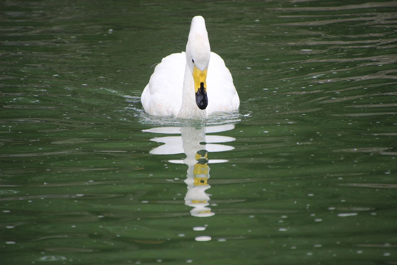 Swan Bird Lake - Free photo on Pixabay - Pixabay