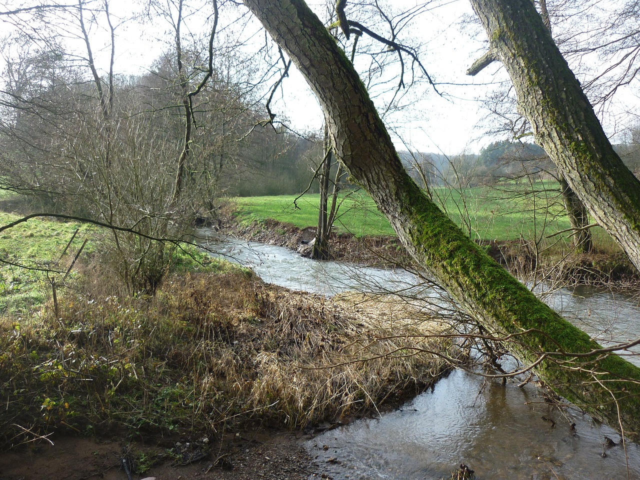 Agua Arroyo Árboles - Foto gratis en Pixabay - Pixabay