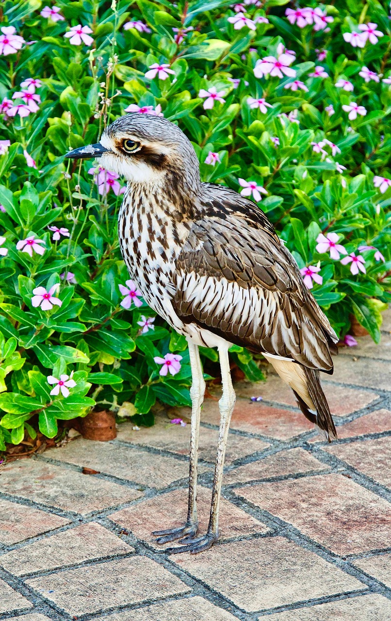 90+ Free Curlew & Bird Images - Pixabay
