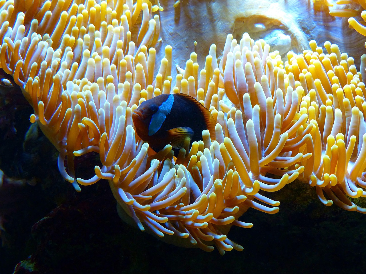 Fish Anemone Aquarium - Free photo on Pixabay - Pixabay