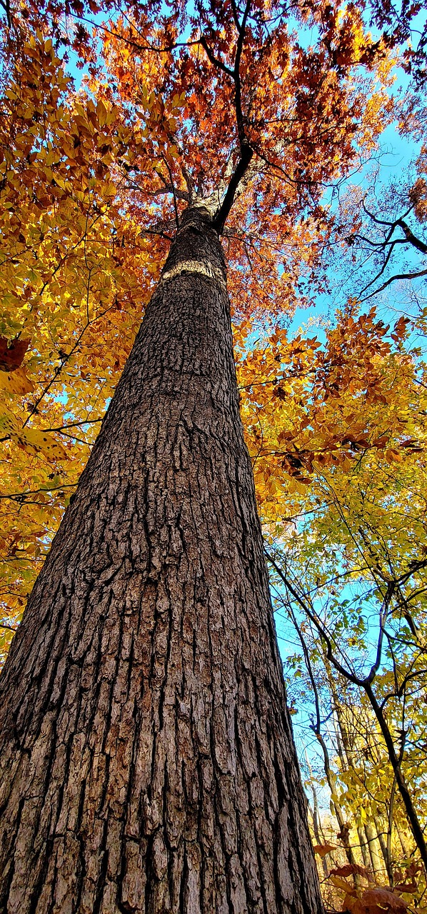 Tree Leaves Foliage - Free photo on Pixabay - Pixabay