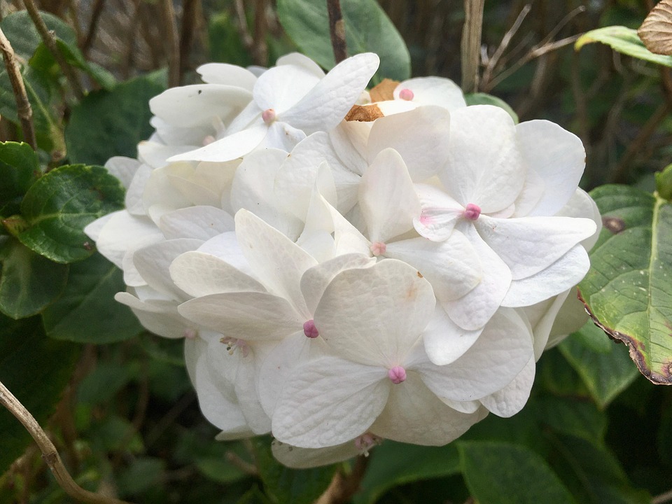 Hydrangea Bunga Alam - Foto gratis di Pixabay - Pixabay