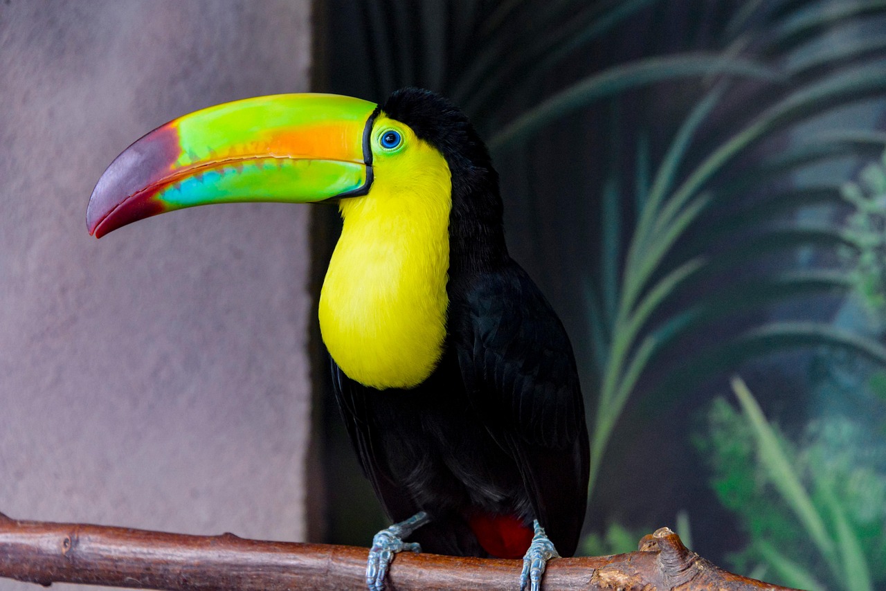 1,000+ Free Keel-Billed Toucan & Toucan Images - Pixabay
