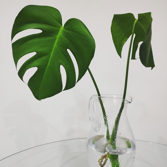 Monstera Deliciosa Plant - Free photo on Pixabay - Pixabay