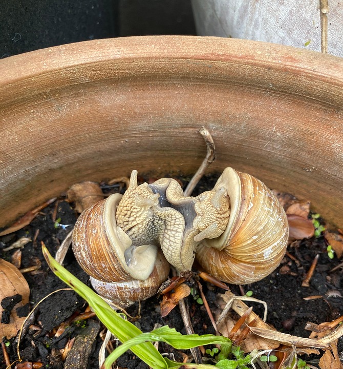 Snails Together Animal - Free photo on Pixabay - Pixabay
