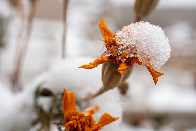 Fleur Neige Hiver Du - Photo gratuite sur Pixabay