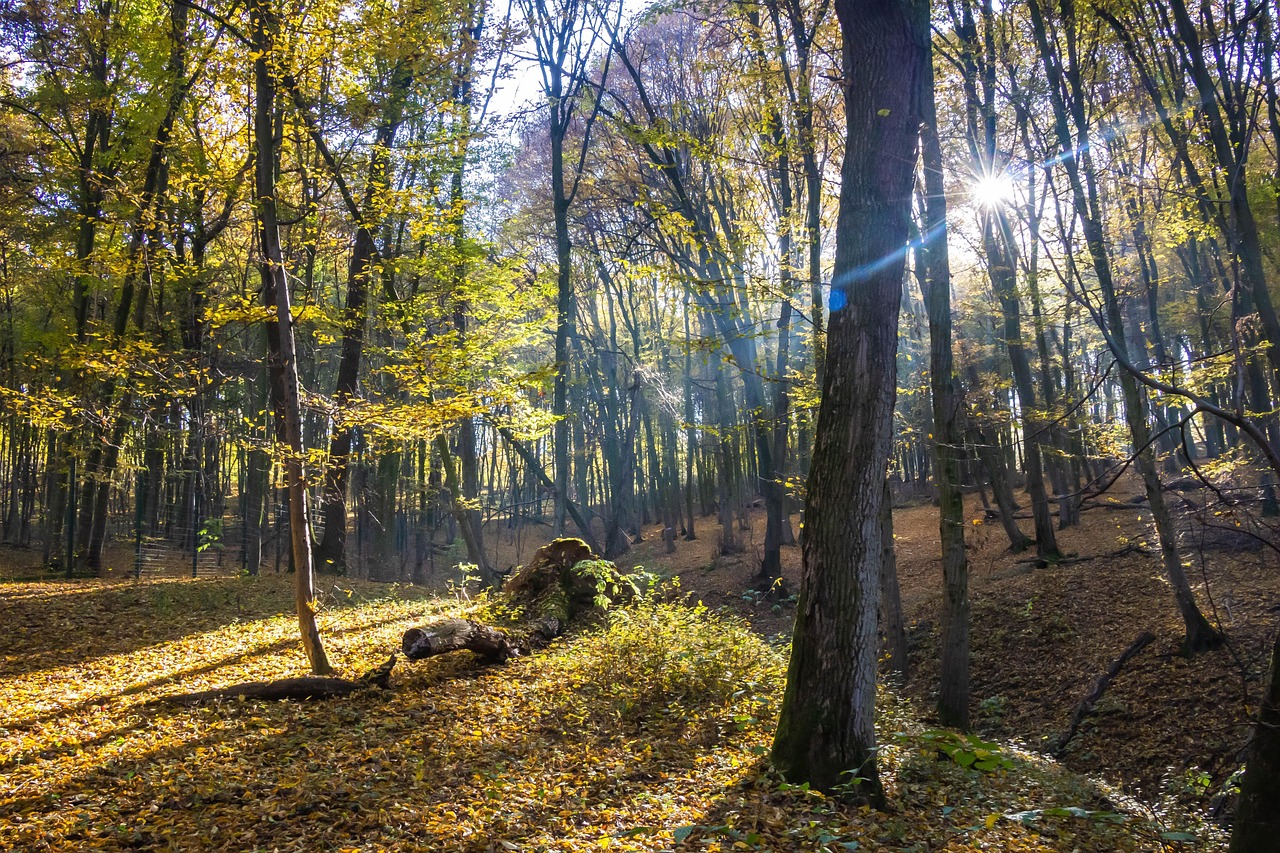 Paysage Forestier Forêt D'Automne - Photo gratuite sur Pixabay - Pixabay